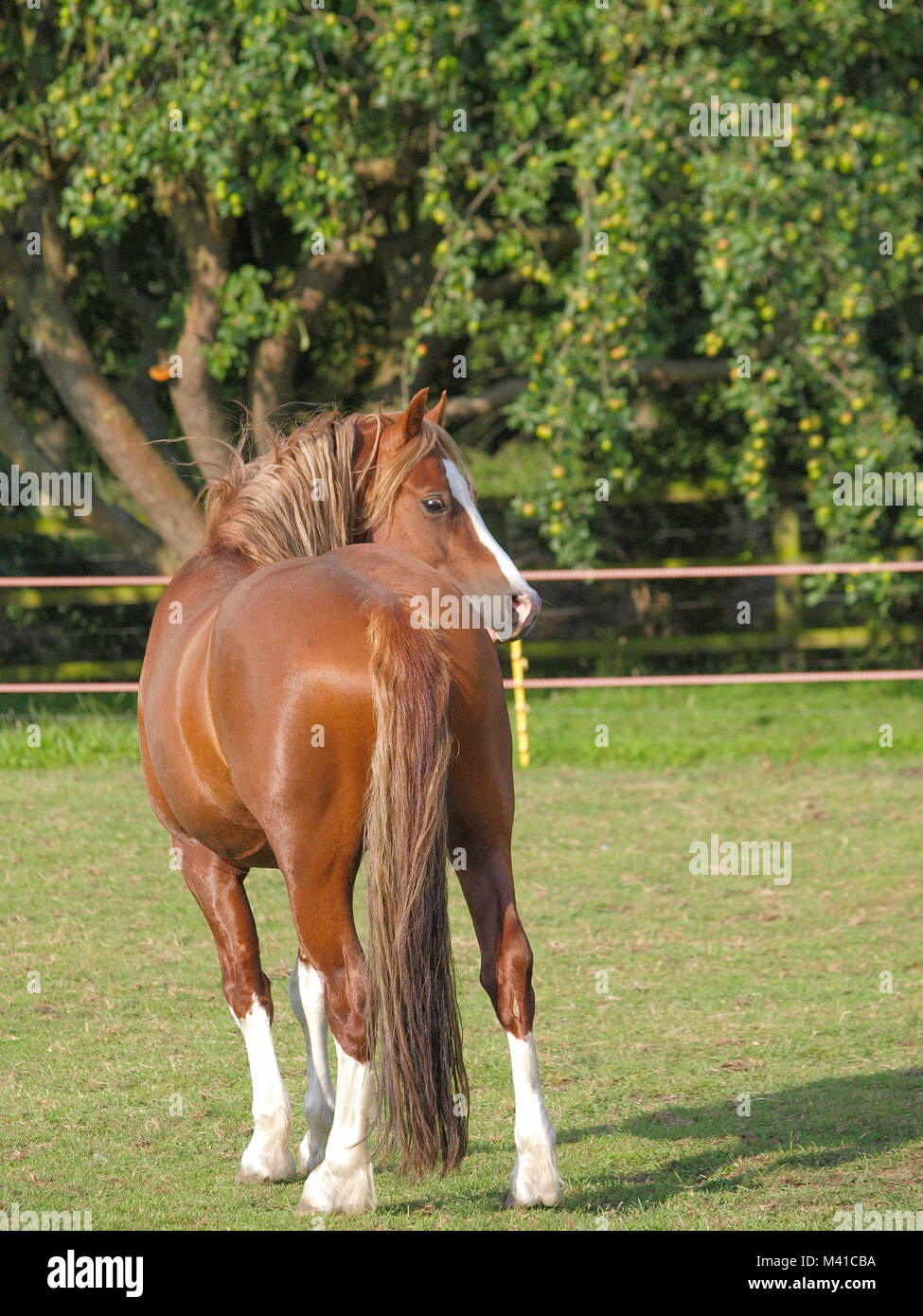 Horse In Paddock Stock Photo - Alamy