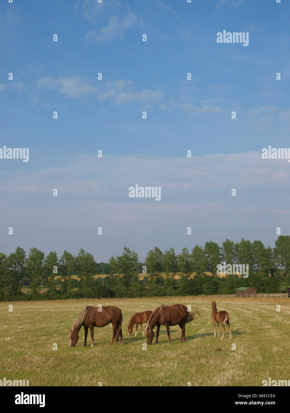 Horse In Paddock Stock Photo - Alamy