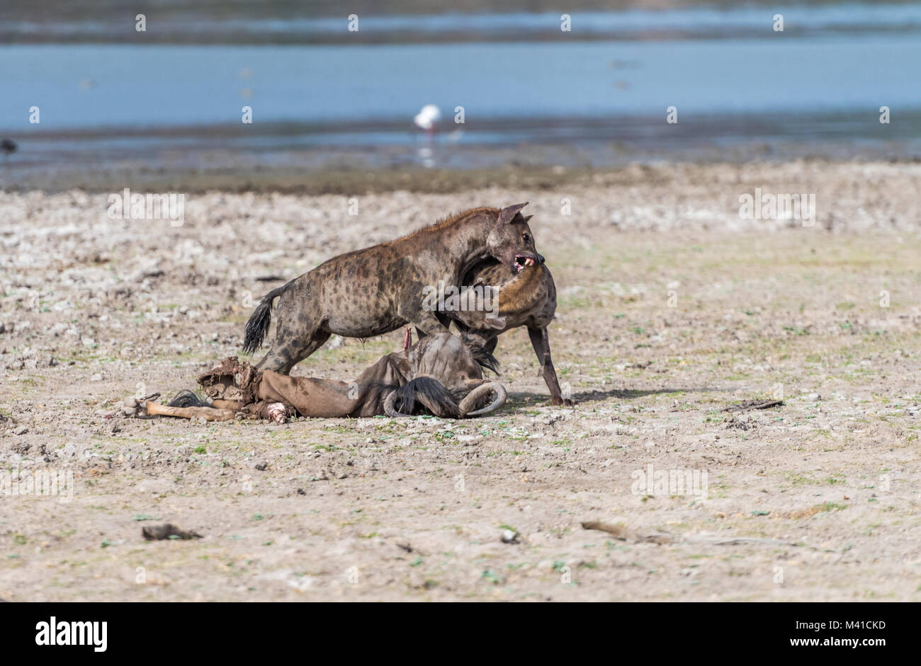 Spotted Hyena fighting over scraps Stock Photo - Alamy
