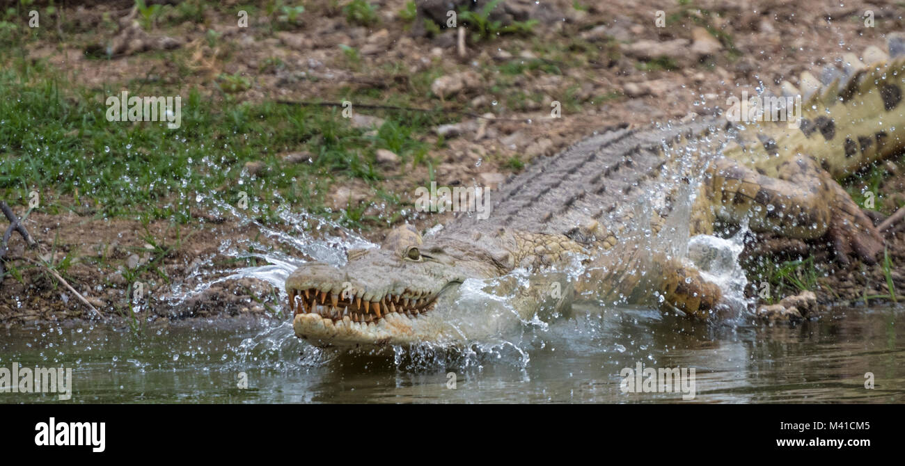 Spotted Hyena fighting over scraps Stock Photo - Alamy