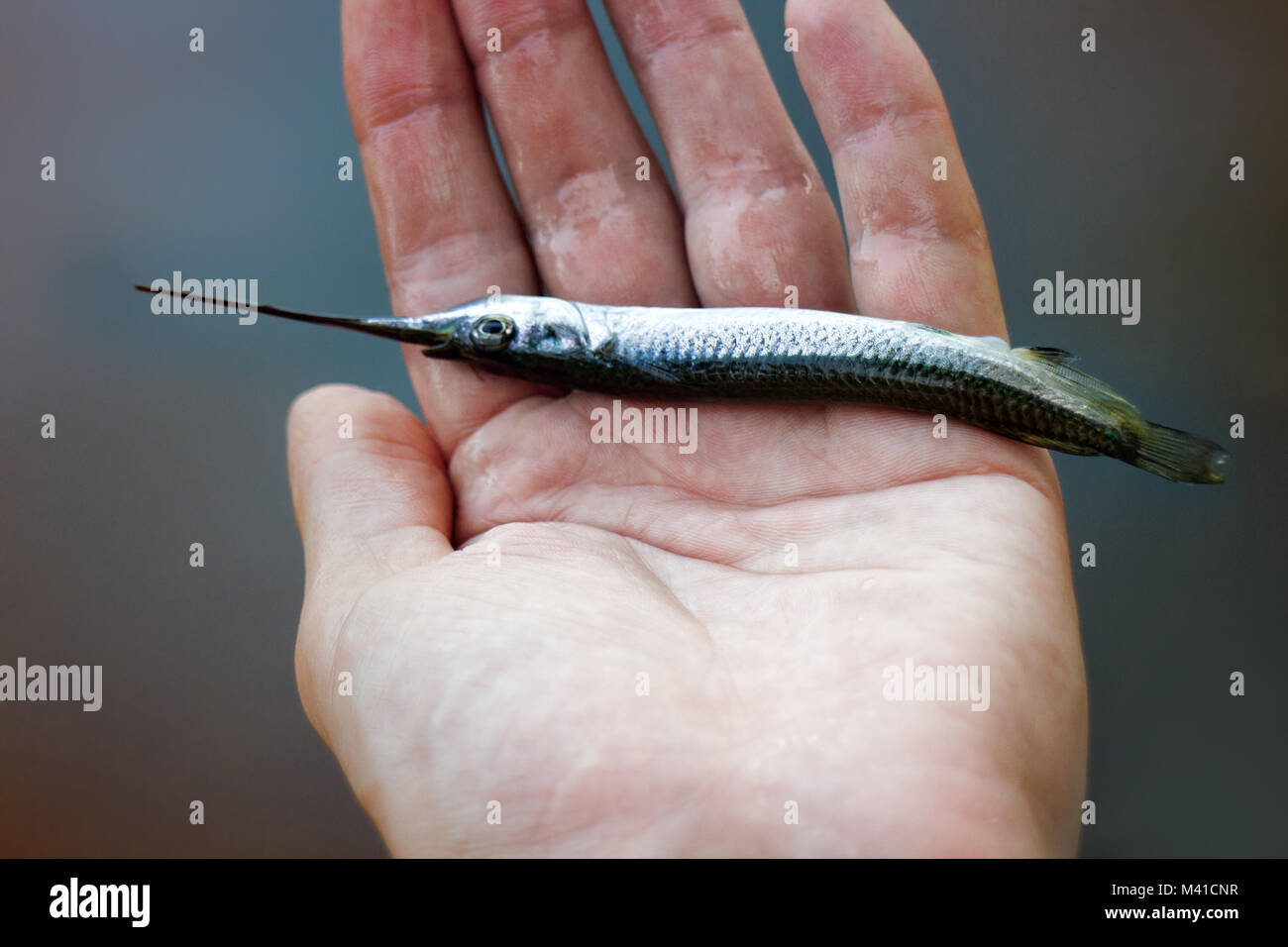 Fish Of India, Backwater Kerala, Malabar Coast. Freshwater garfish ...