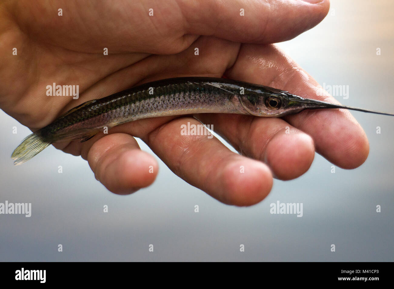Fish Of India, Backwater Kerala, Malabar Coast. Freshwater garfish ...