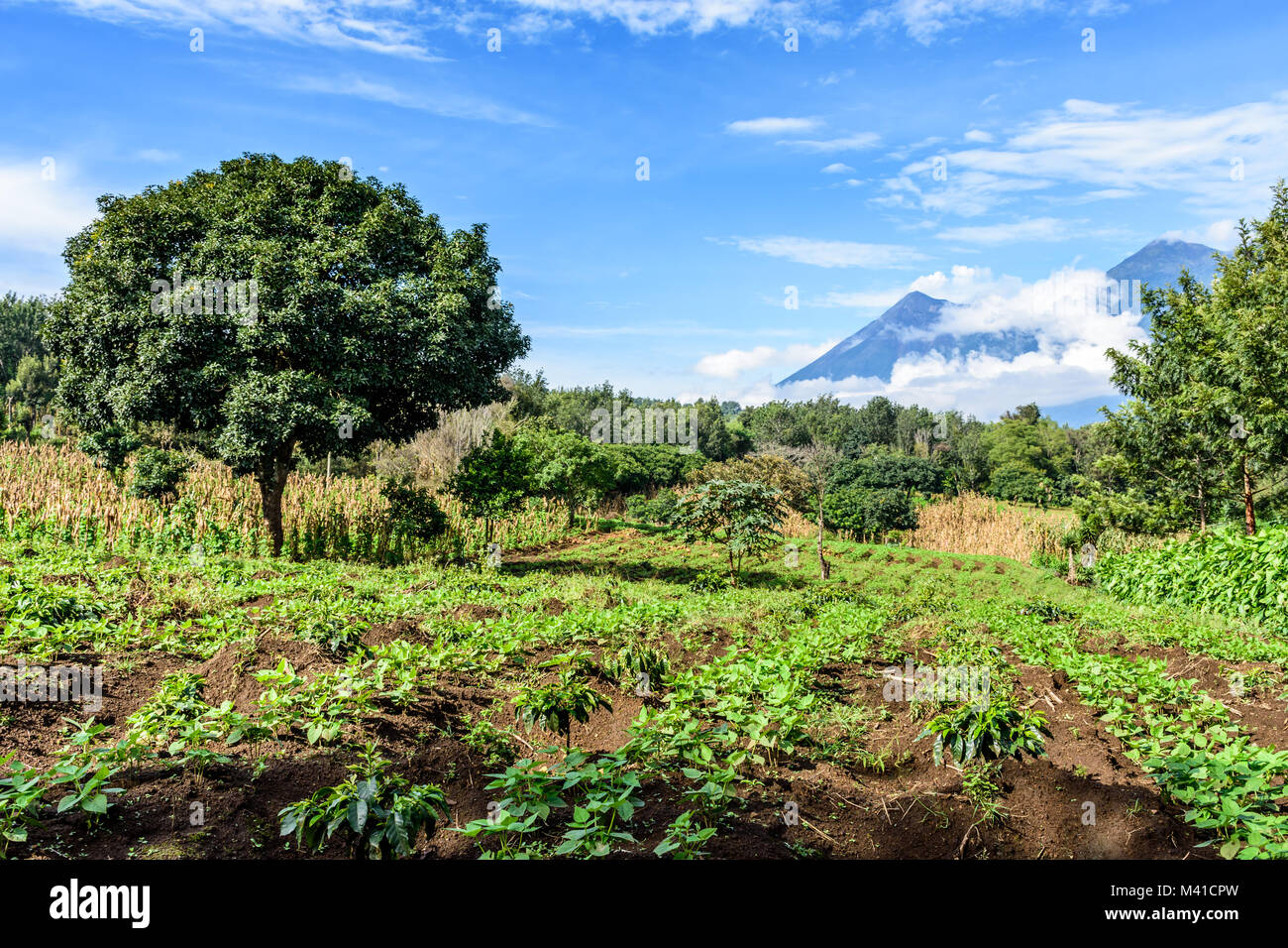 Guatemala agriculture hi-res stock photography and images - Alamy