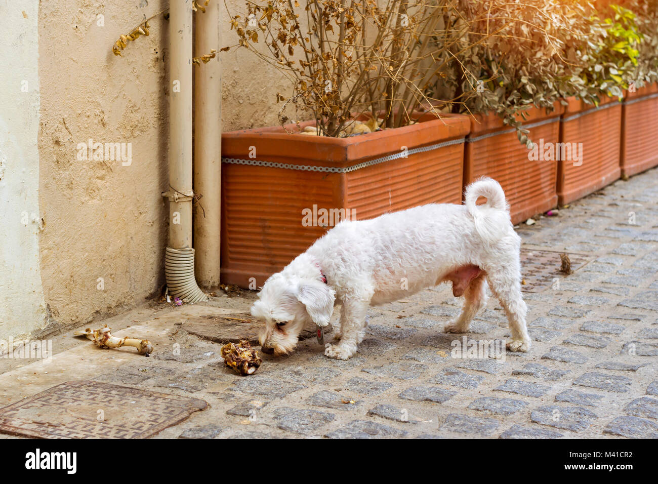 Stray dog is chewing a bone on cobblestone street of resort sity. Pet ...