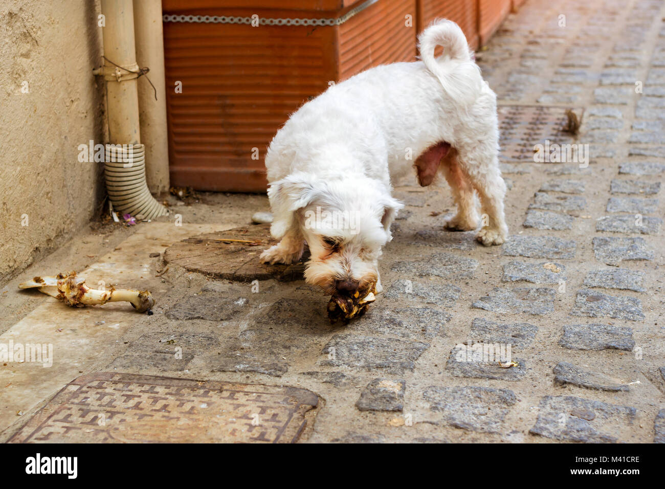 Stray dog is chewing a bone on cobblestone street of resort sity. Pet ...
