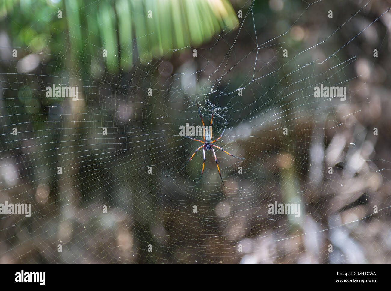 Jungle spider hi-res stock photography and images - Alamy