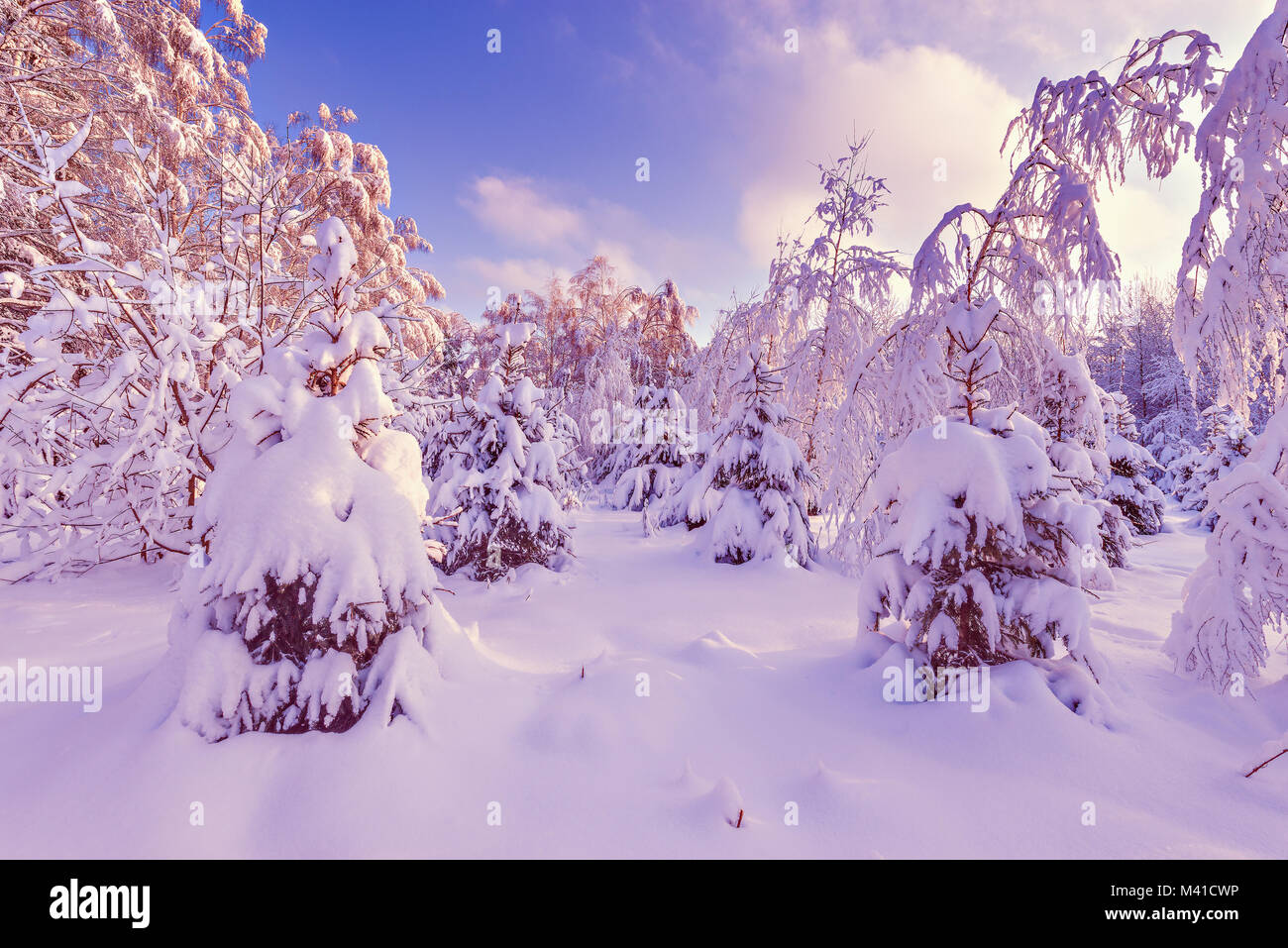View of winter forest Stock Photo - Alamy