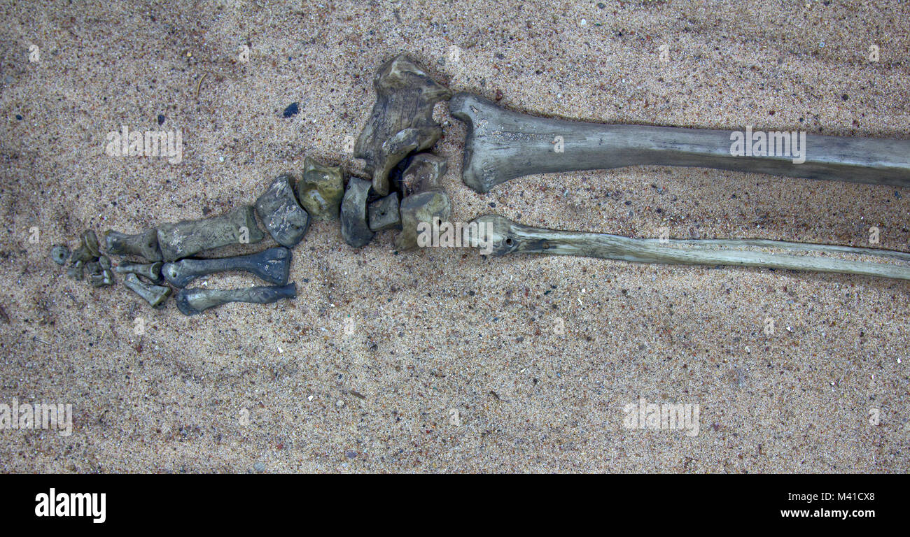 History of middle ages. Skeleton (human skeleton, tibia and leg and ...