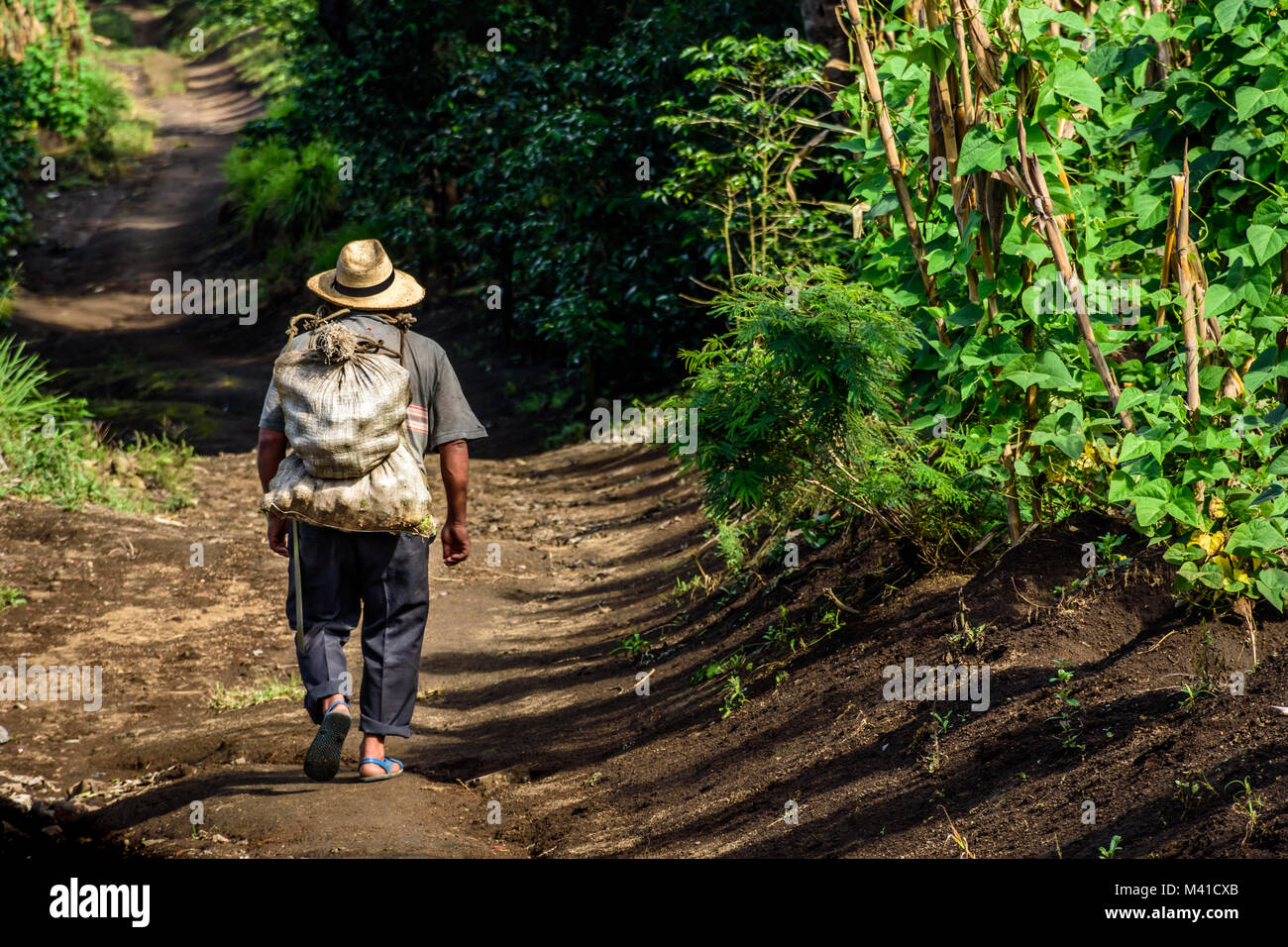 Coffee farm guatemala hi-res stock photography and images - Alamy