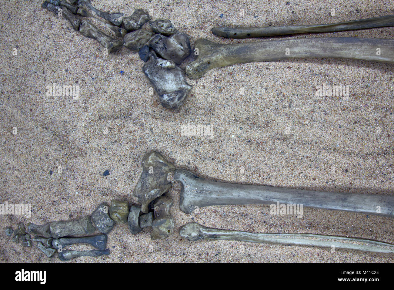 History of middle ages. Skeleton (human skeleton, tibia and leg and ...
