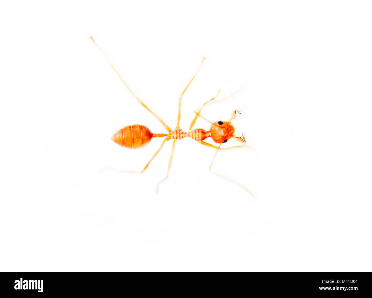 Red ant (Oecophylla) isolated on white background, worker ants Stock ...