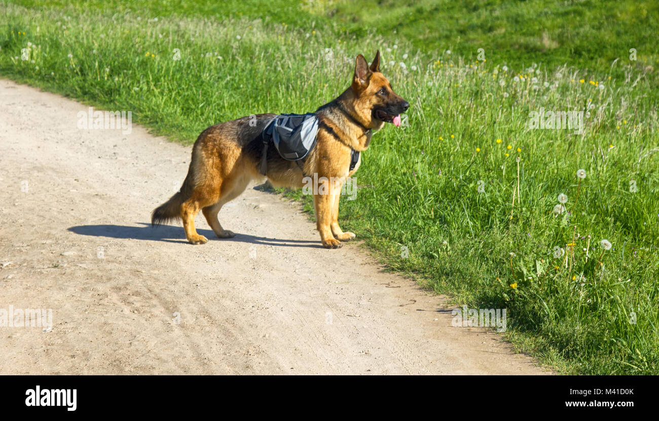 How Good Is A German Shepherds Sense Of Smell
