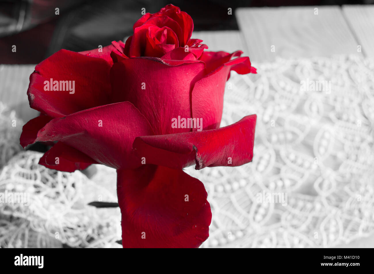One red rose on a lace background, Valentines Day background, wedding ...