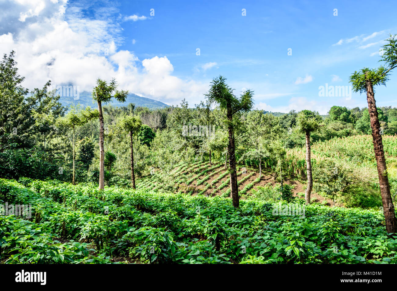 Verdant agricultural farmland in Guatemalan highlands, Central America ...