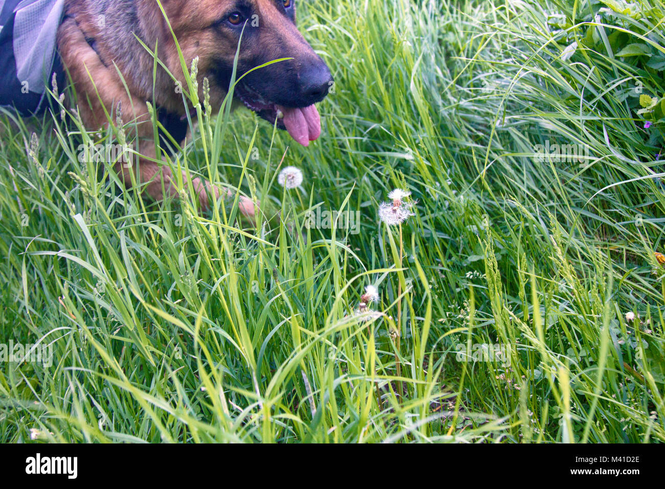 German shepherd on walk in wild, Training in field, trick dog, tracker dog, follow in somebodys ...