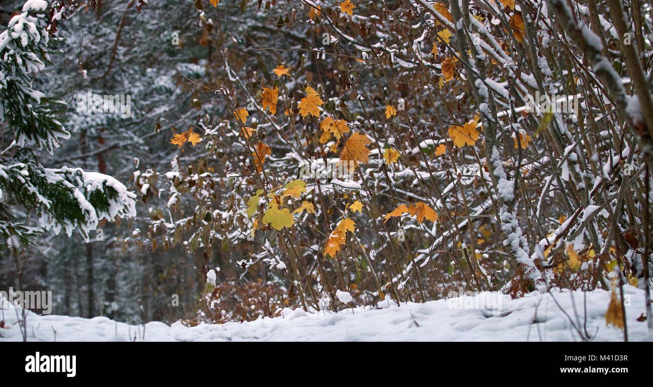 Winter came, first snow. Wet snow fell on yellow trees with yellow ...