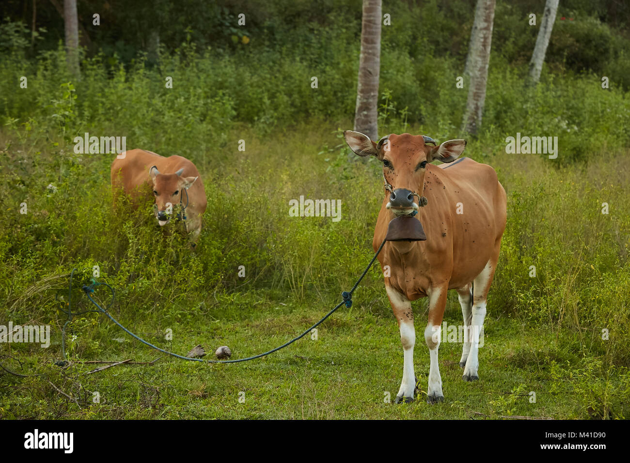 Domestic cows hi-res stock photography and images - Alamy