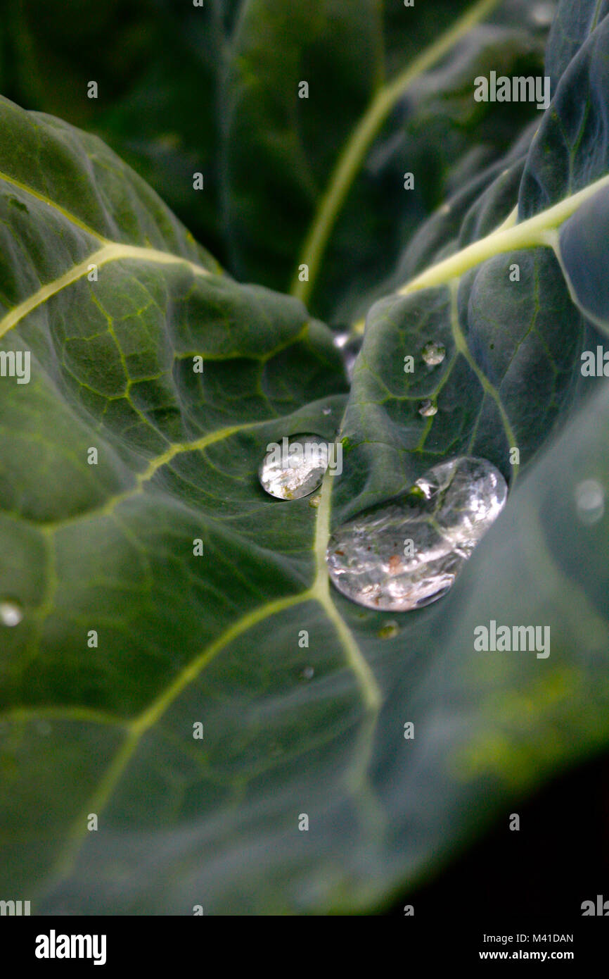 Leaves of cabbage in the garden.outdoor Stock Photo - Alamy