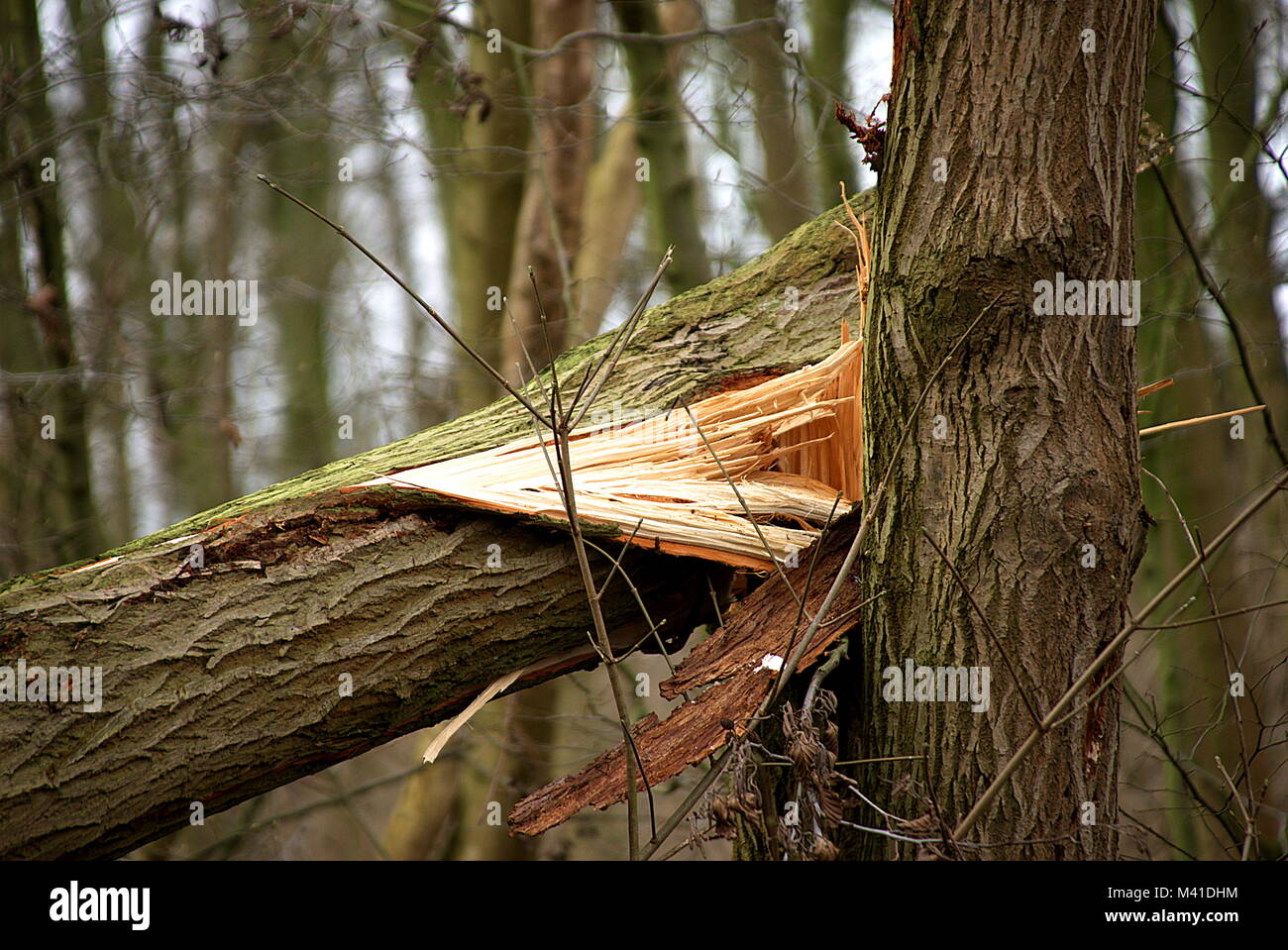 Closeup of the break point of a tree after a storm in the forest Stock ...
