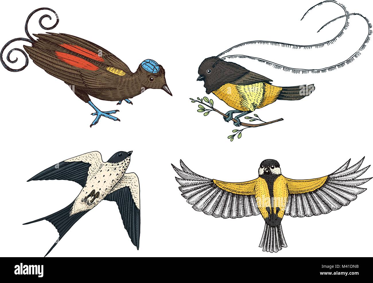 King bird of paradise feather hi-res stock photography and images - Alamy