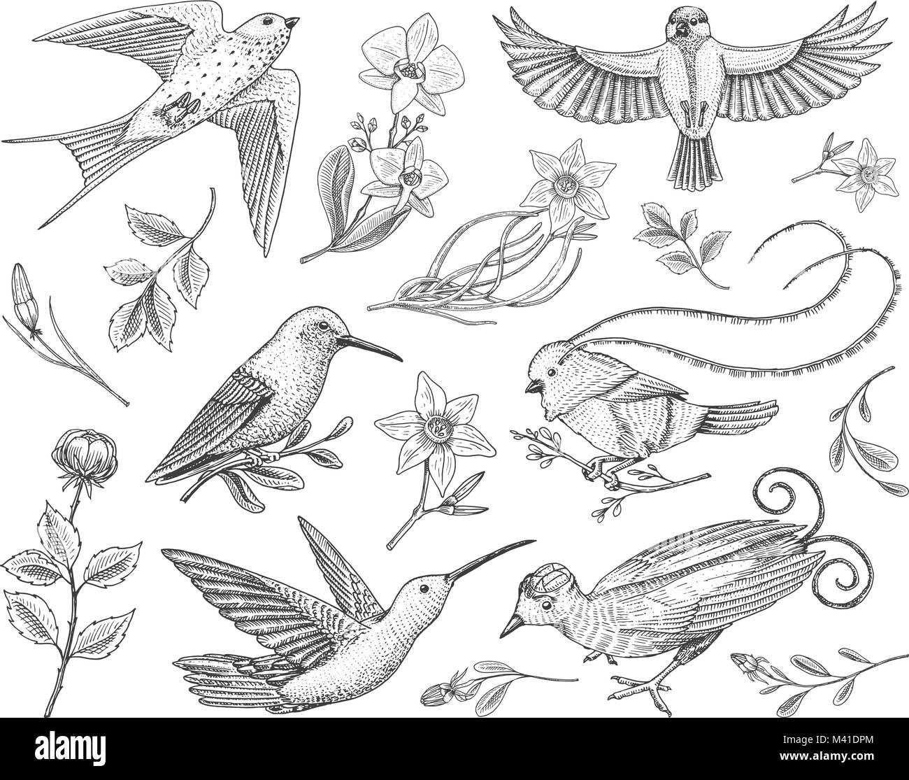 Barn Swallow Drawing