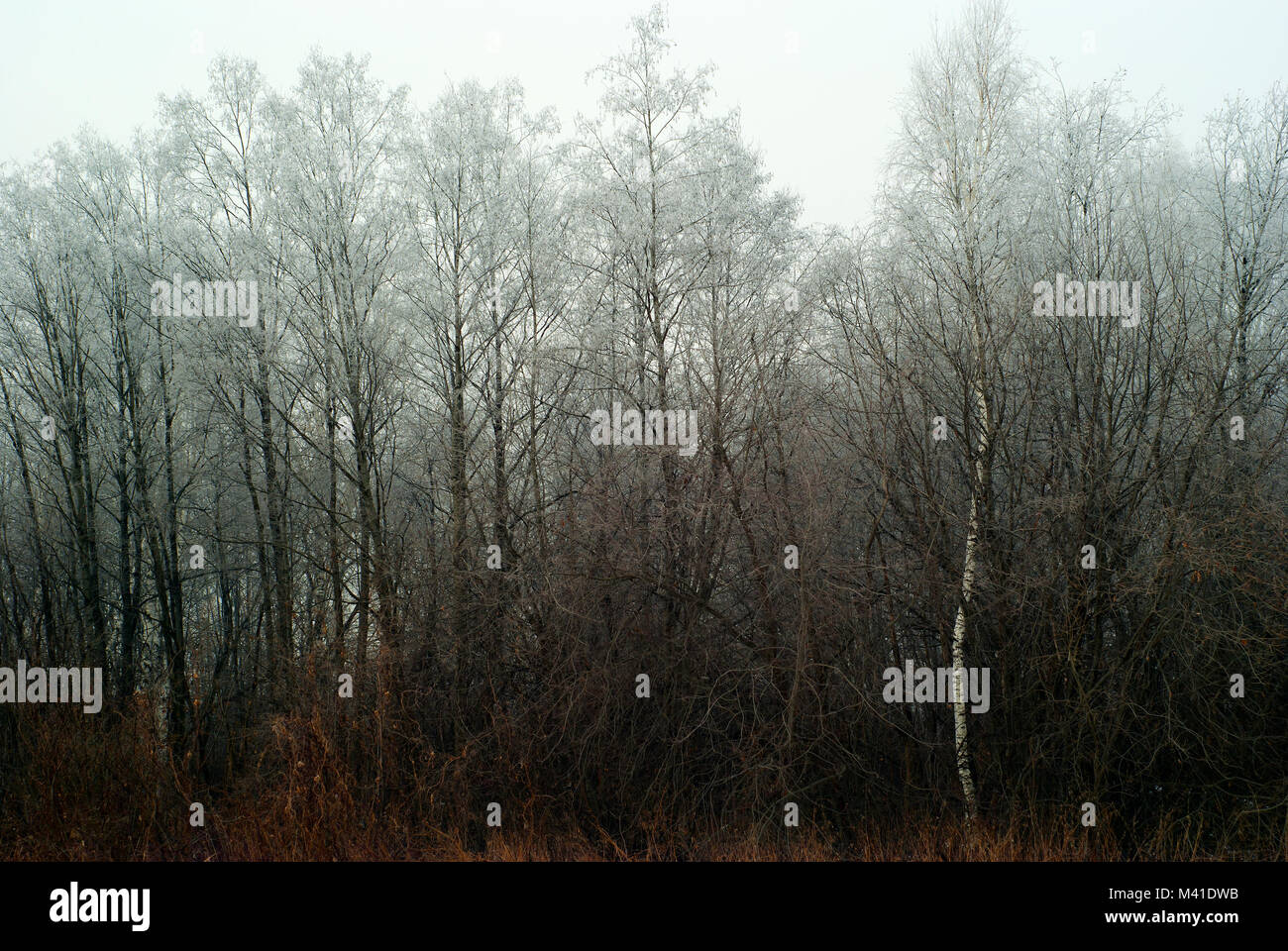 Snowless Winter High Resolution Stock Photography and Images - Alamy