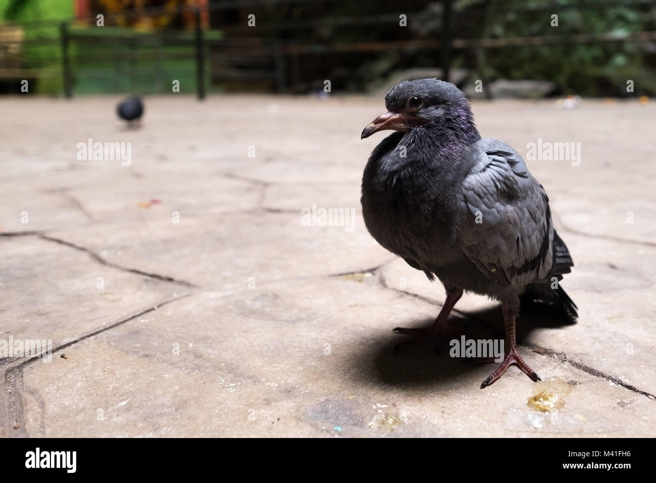 Angry pigeon hi-res stock photography and images - Alamy