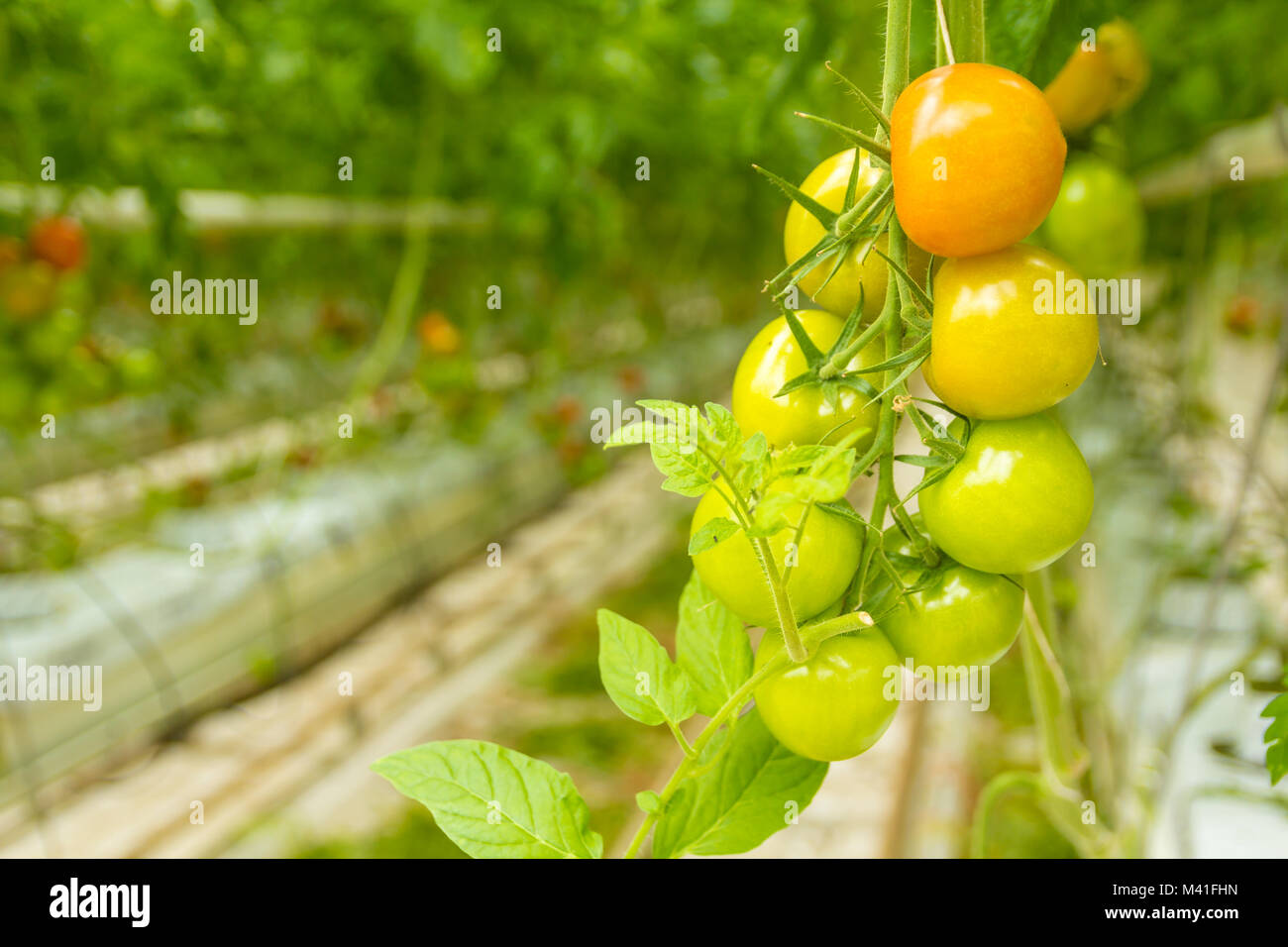 Westland, the Netherlands - 6 April 2014: Green tomatoes ripening and ...