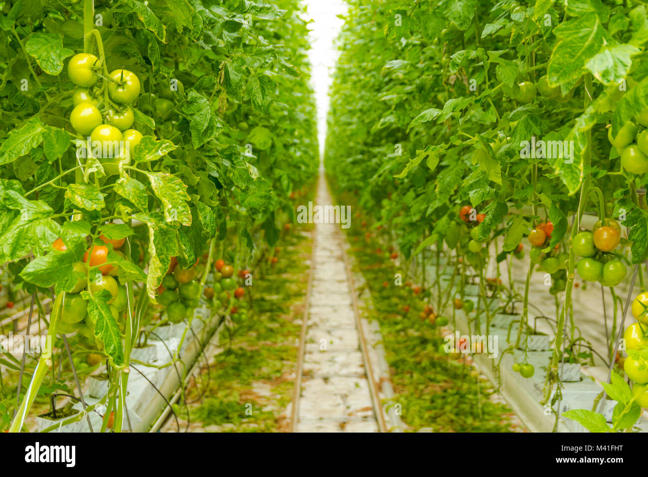 Dutch greenhouse hi-res stock photography and images - Alamy