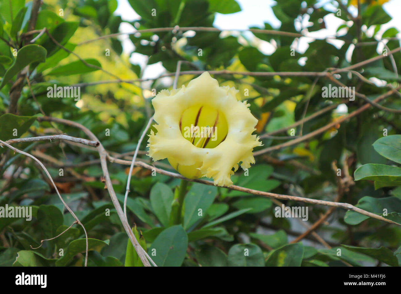 Showy chalicevine or Solandra grandiflora flower Stock Photo - Alamy