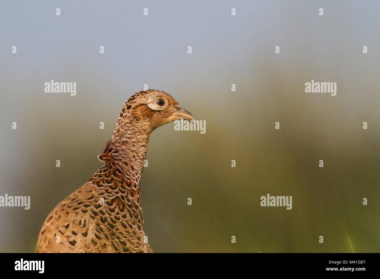 Lombardy, Italy. Pheasant Stock Photo - Alamy