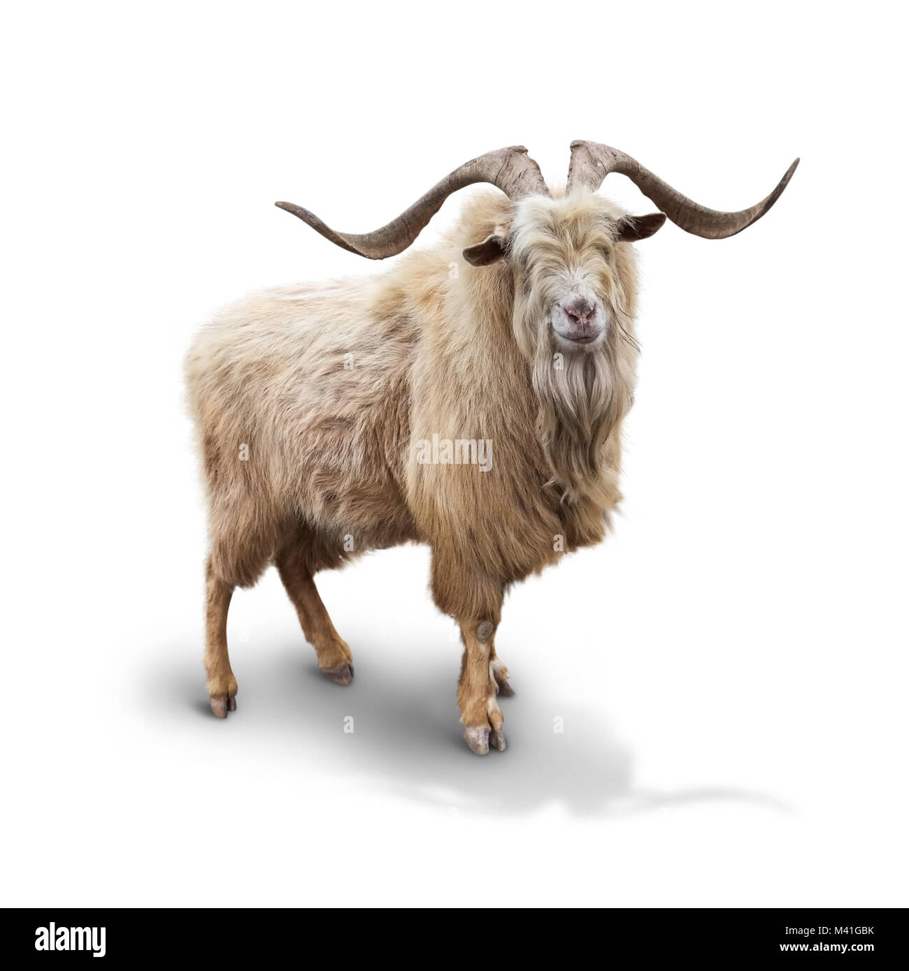 White Goat Wallpaper 13126