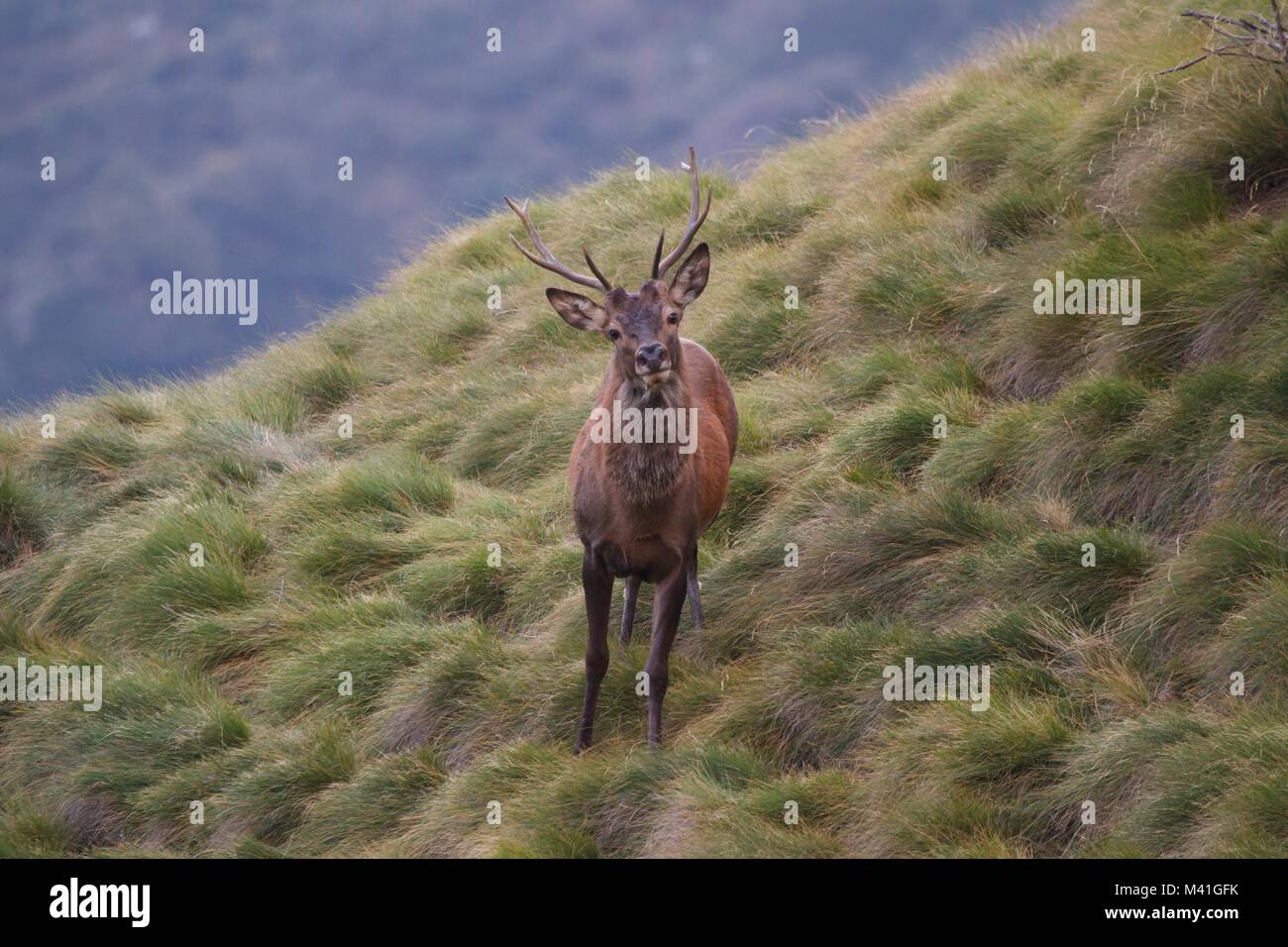 Lombardy, Italy. Red deer Stock Photo - Alamy