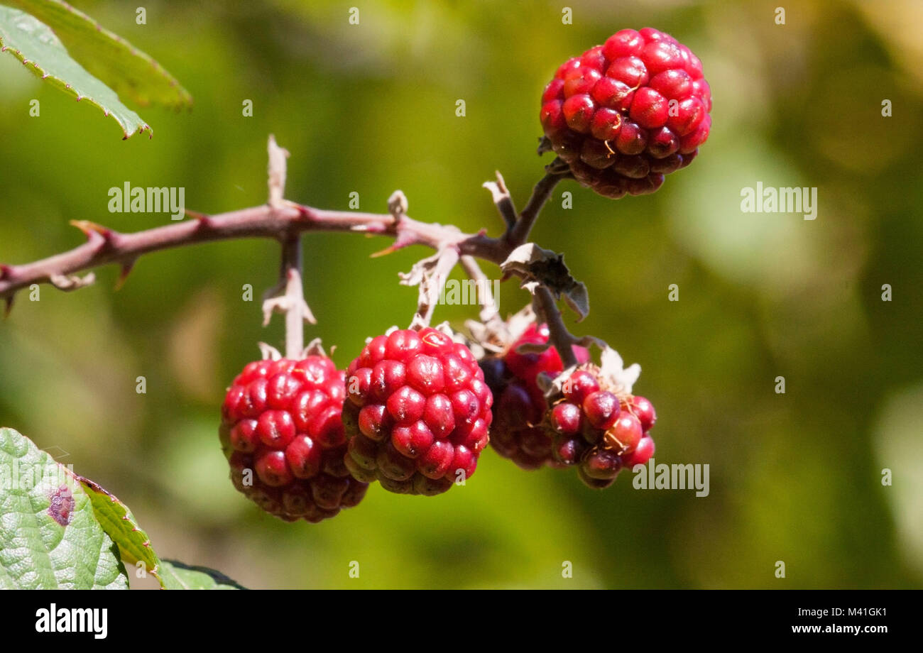 More red bramble, Rubus fruticosus Stock Photo - Alamy