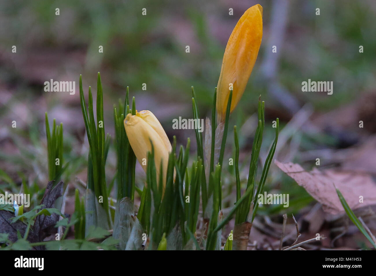 Signs of early spring as Crocuses starts to bloom in a north London ...