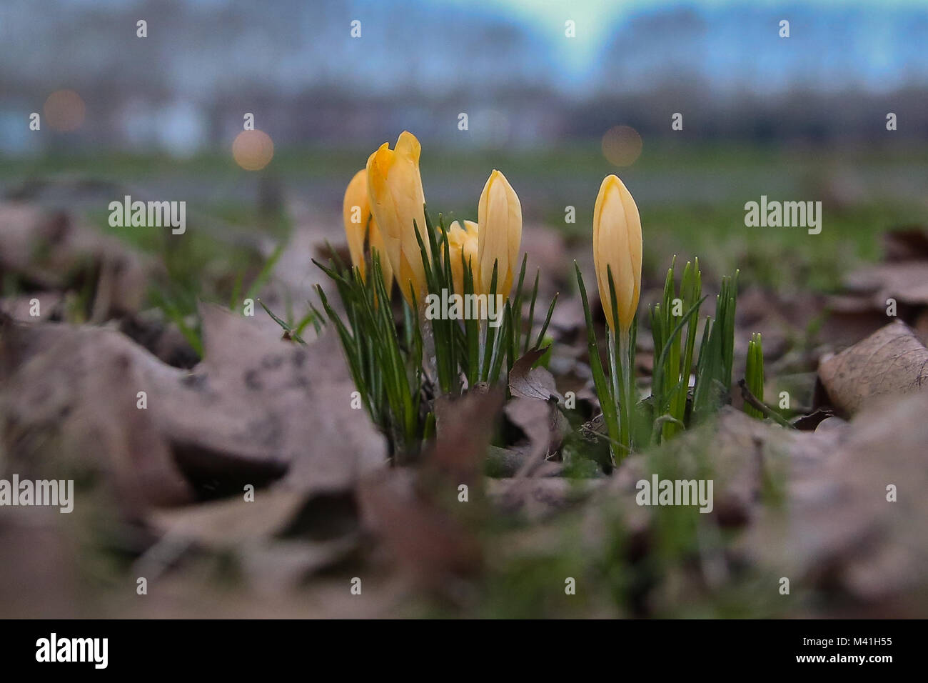 Signs of early spring as Crocuses starts to bloom in a north London ...