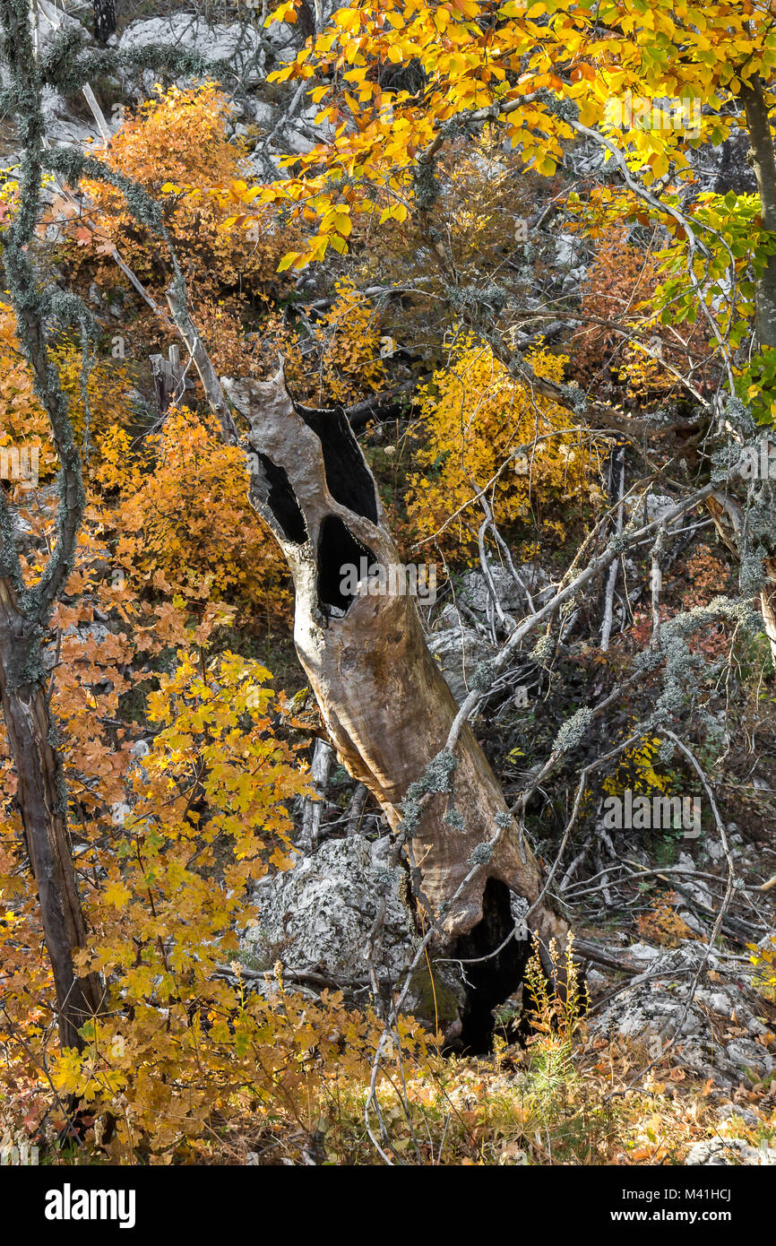 Burnt forest top hi-res stock photography and images - Alamy Burnt forest top hi-res stock photography and images - Alamy