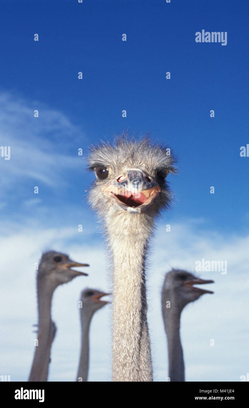 South Africa. Oudshoorn. Little Karoo. Bird. Ostriches at farm Stock ...