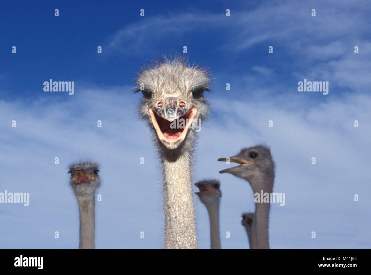 South Africa. Oudshoorn. Little Karoo. Bird. Ostriches at farm Stock ...