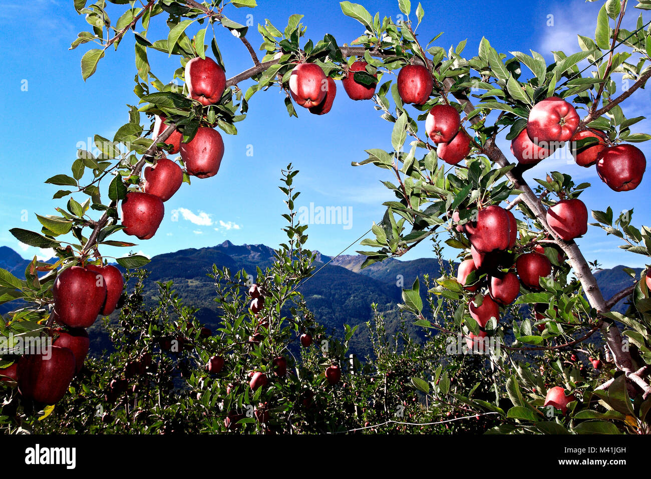 Red apples on tree, Lombardy, Italy Stock Photo - Alamy