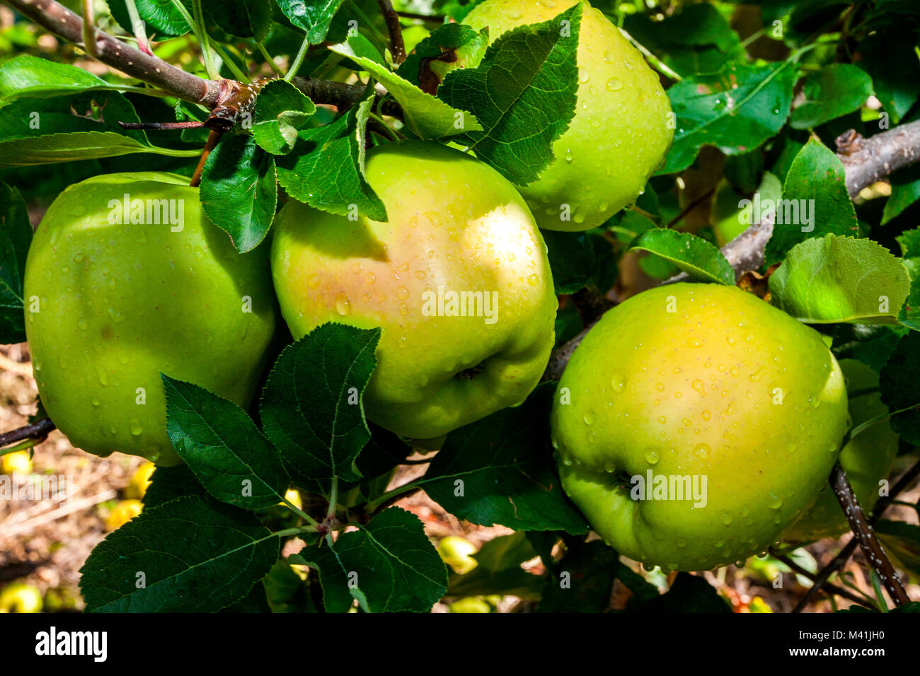 Apples fruit typical from valtellina hi-res stock photography and ...