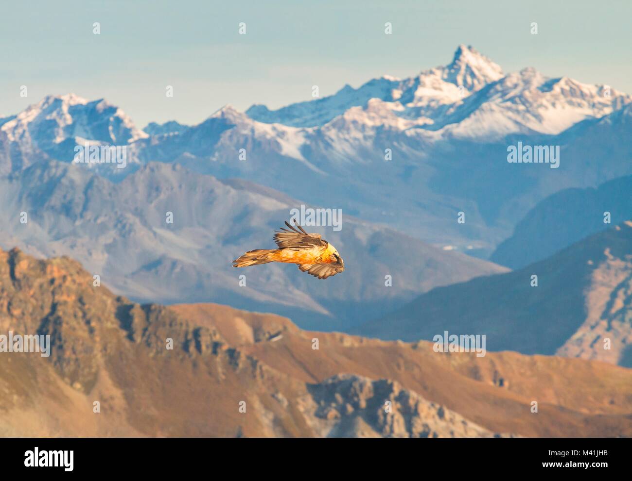 Valtellina, Lombardy, Italy, Gypaetus barbutus Stock Photo - Alamy