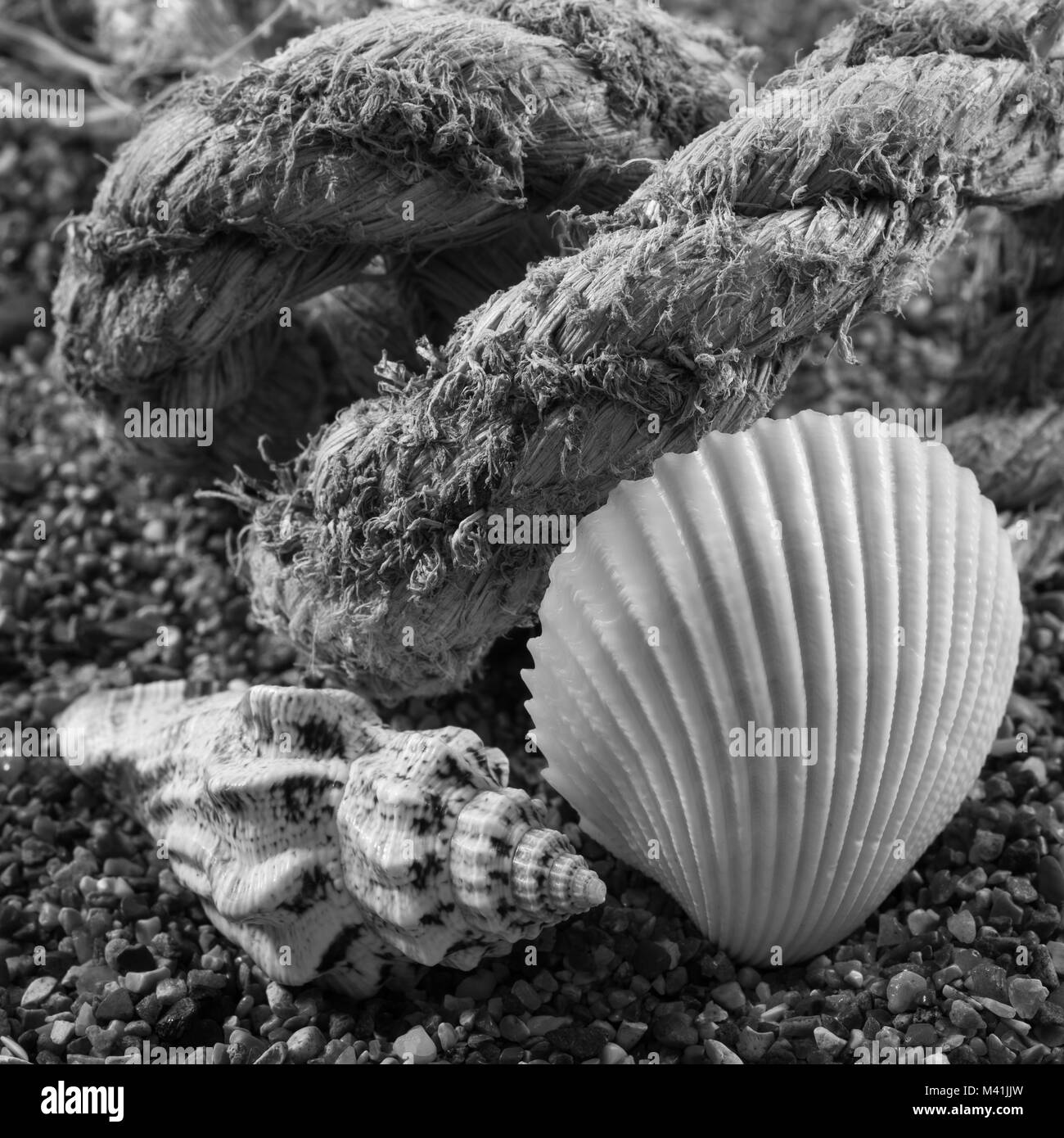 Still Life Photography Shells