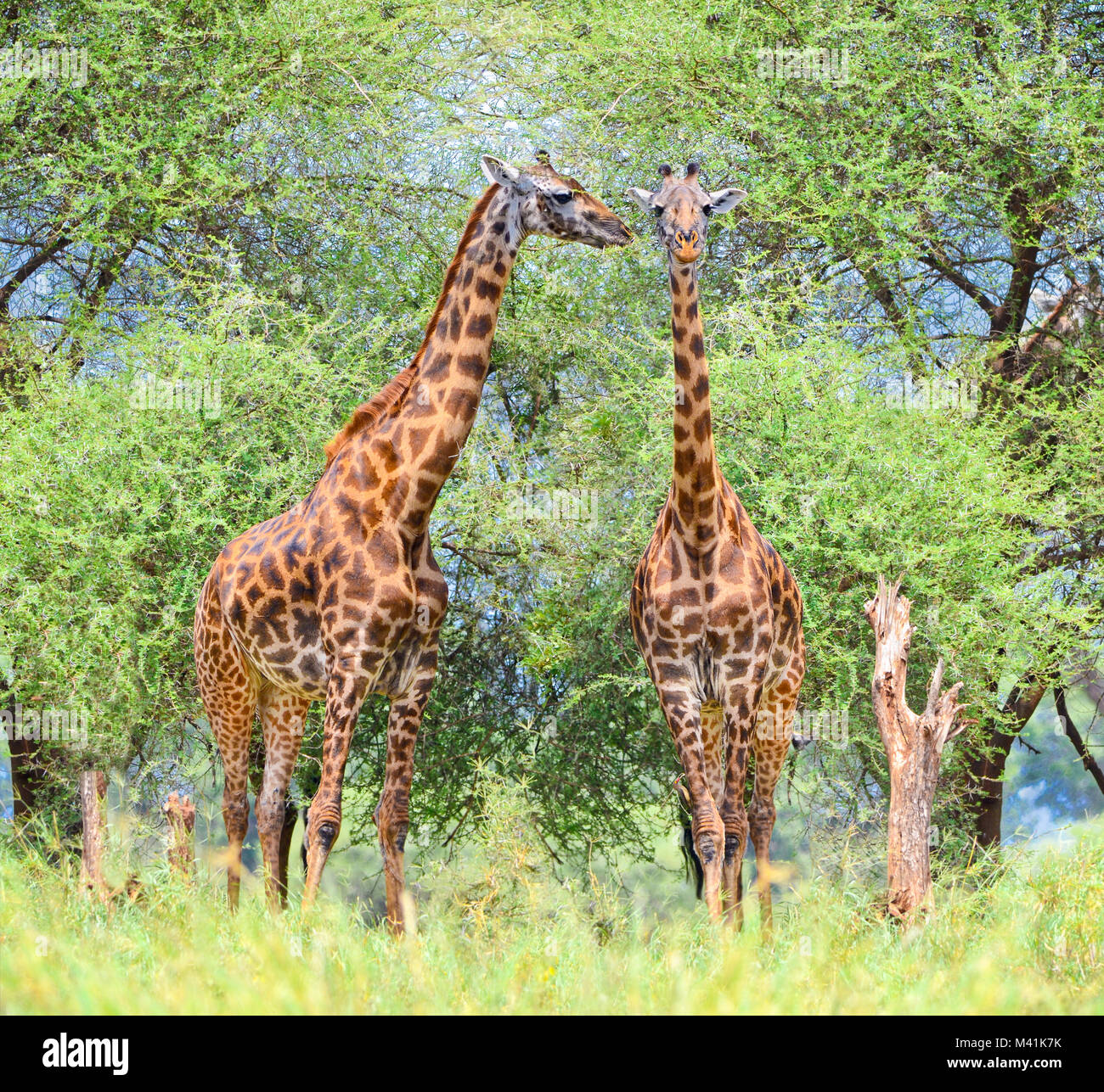 Two giraffes in serengeti hi-res stock photography and images - Alamy