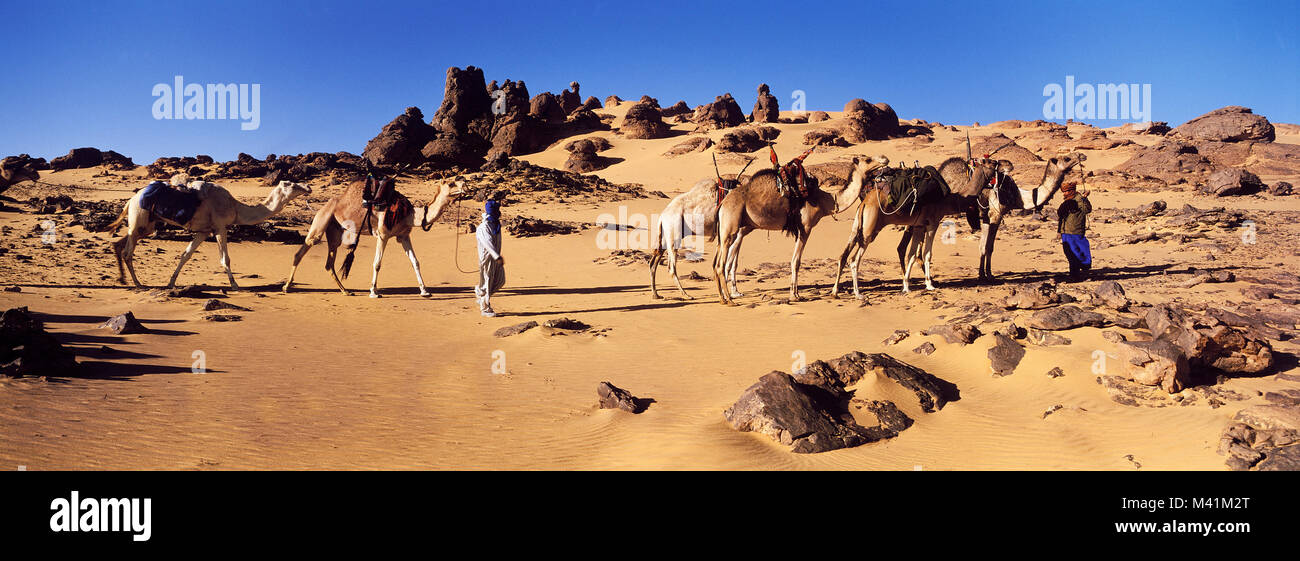 Libya tuareg camel africa desert hi-res stock photography and images ...