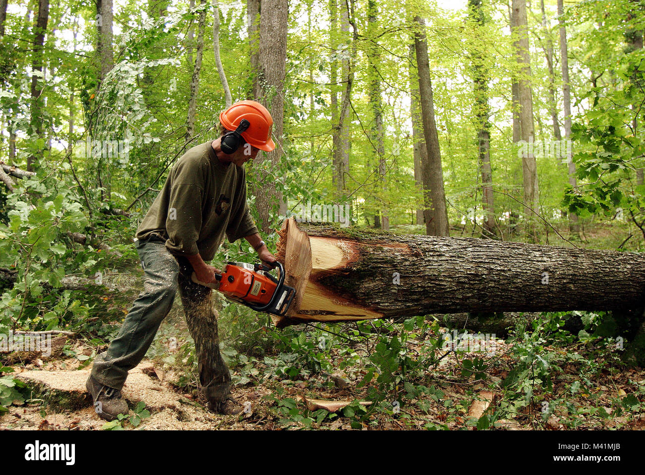 France, Allier, Tronçais forest Stock Photo - Alamy