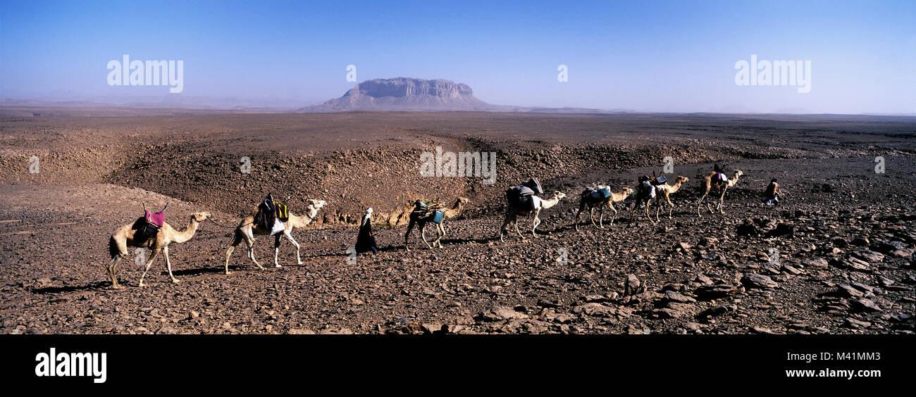 Algeria, Sahara, the Hoggar, tuareg caravan on the basaltic plateau ...