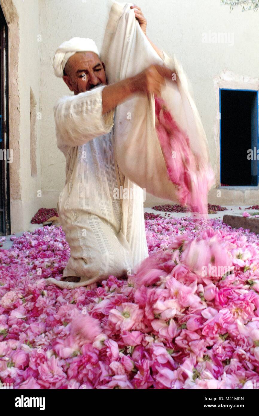 Morocco, High Altas, M' Gouna Valley, Hadida village, roses producer ...