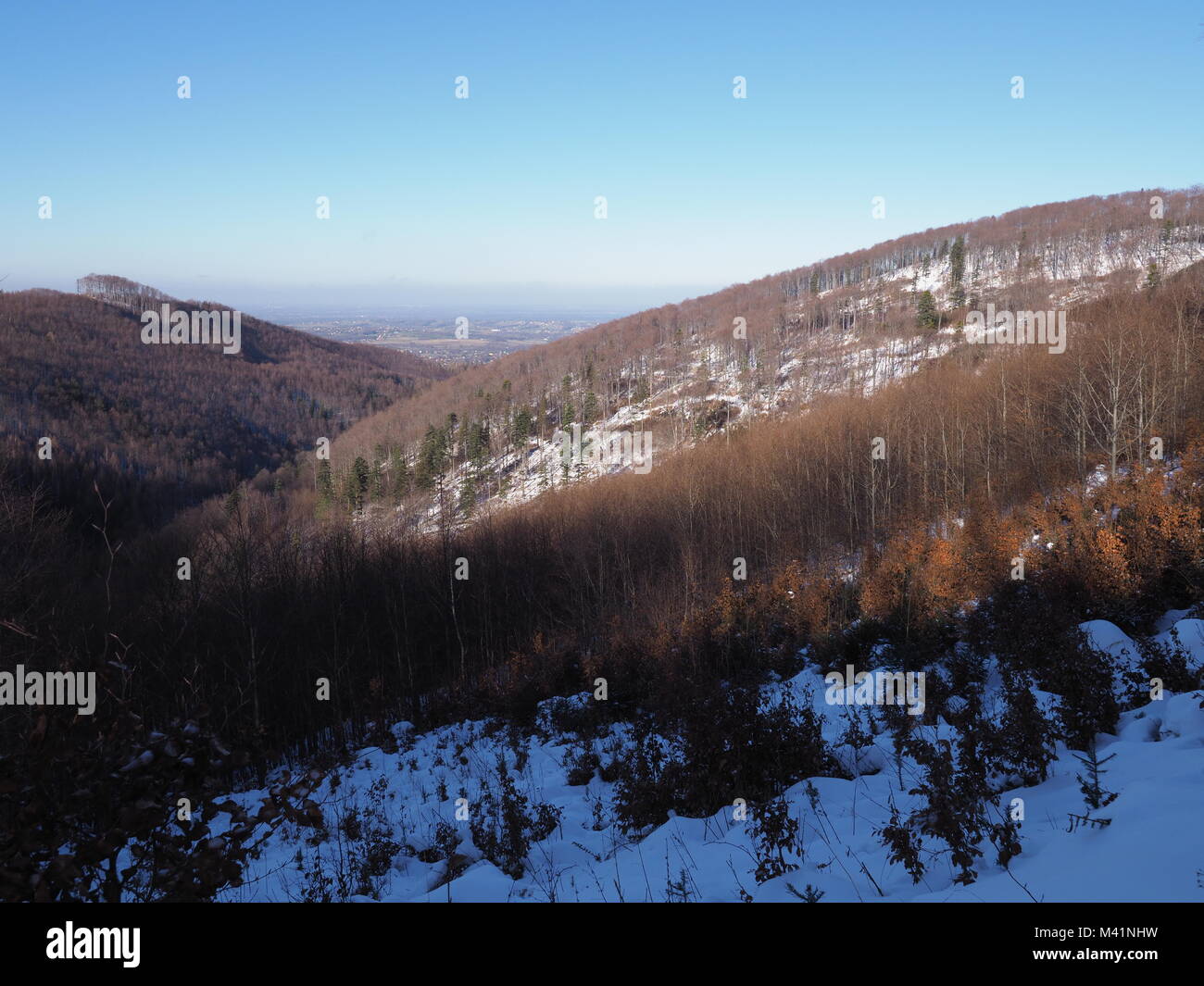 Snow covered woodland at Beskid Mountains range landscapes in Jaworze ...