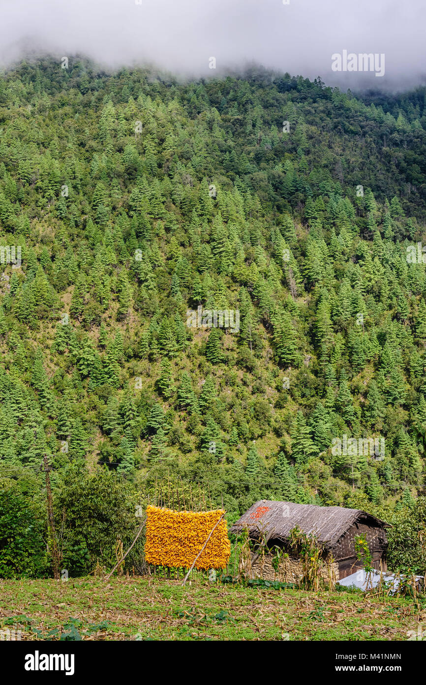 Harvested maize drying as fresco next to small hut against backdrop of ...